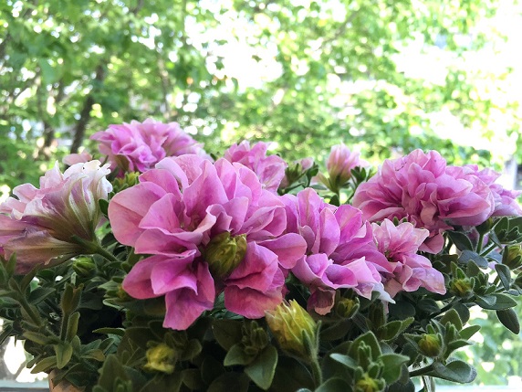 オススメデス - 花屋ふた葉 hanaya-futaba’s blog