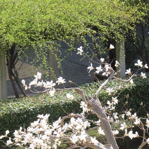 ベランダでお花見 その2 - ノコノオト noko_note