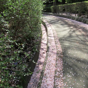 花見散歩はつづく♪ - ノコノオト noko_note