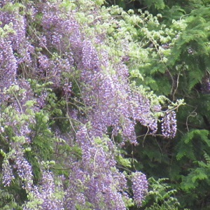 楽しい日曜日でした。 - ノコノオト noko_note