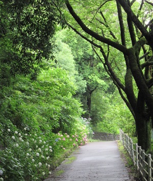 梅雨前さんぽ - ノコノオト noko_note