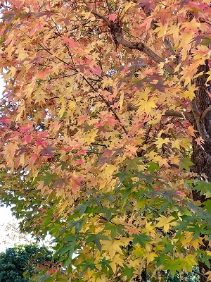 モミジバフウの並木道を楽しむ - ノコノオト noko_note