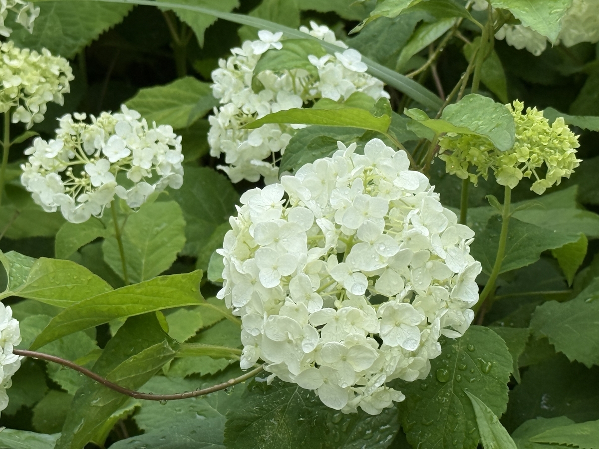 20250617【日記】枕が合わなくて首が痛いのと、ほけんの窓口 - 日日アレコレ自由帳