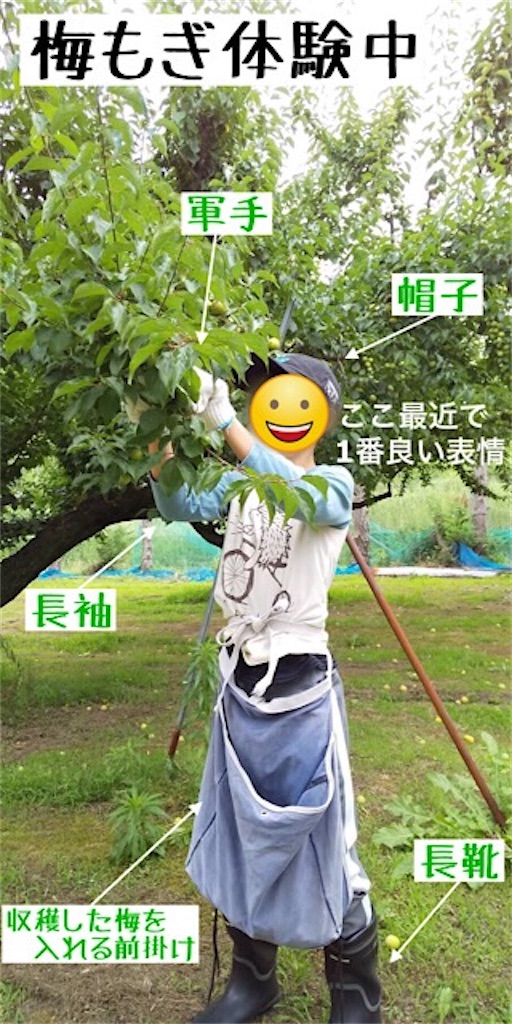 【遊び】梅もぎ体験＆梅ジュースと梅酒作り！ - ハリマくんの家