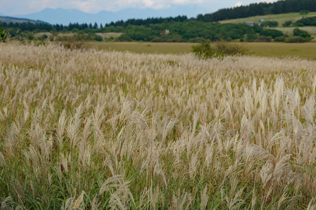 草原のススキ - 信州の四季