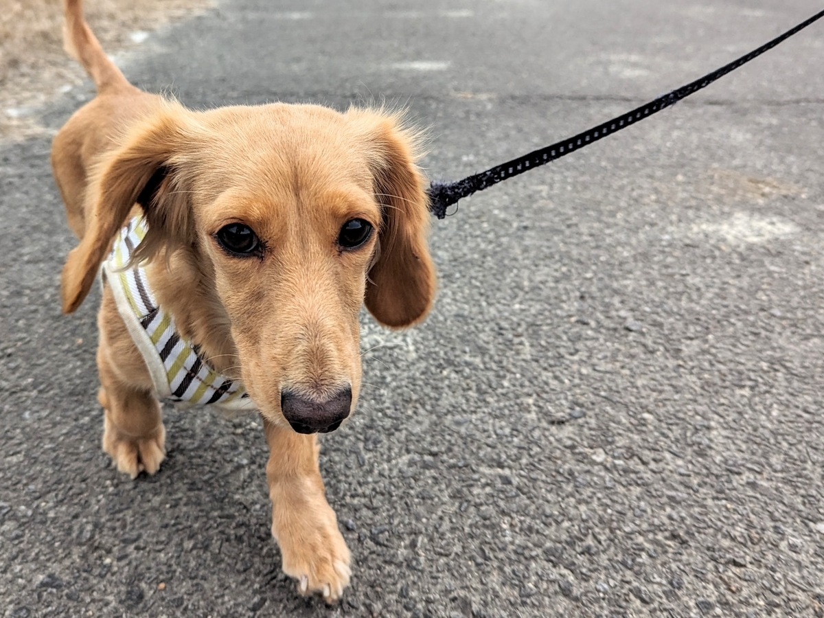 あっという間 - HATCH DIARY