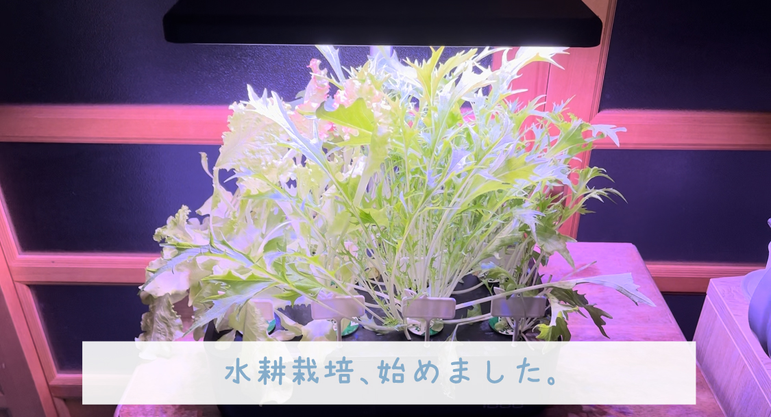 23.07.12 家で野菜を育てたい方おすすめ…水耕栽培で水菜を収穫 - hatuka_kisaragiのブログ