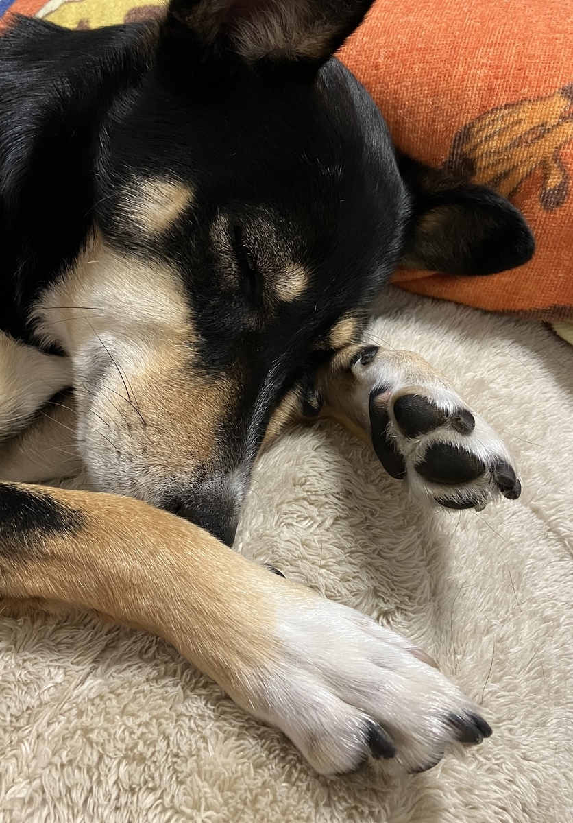 その夢は、もう見ない（犬と暮らしていて見た夢の話） - 平凡