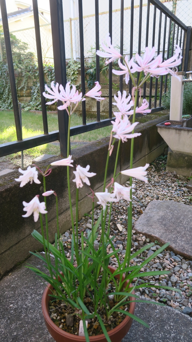 清楚なネリネ・プディカが満開になる - 本と植物と日常