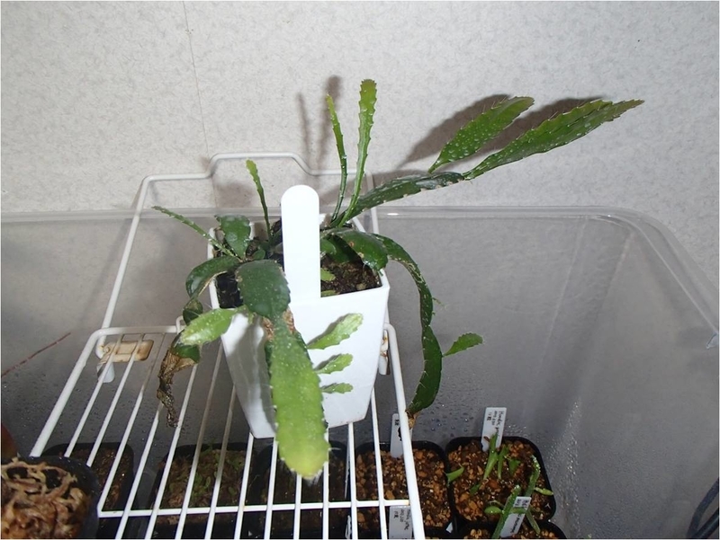 Wittia amazonica（Disocactus amazonicus）がだいぶ大きくなった。 - ヒャッハー水だー