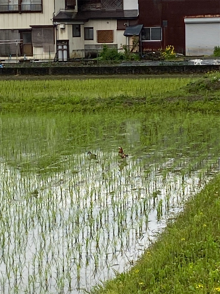 初ショット - hii_chansaの日記