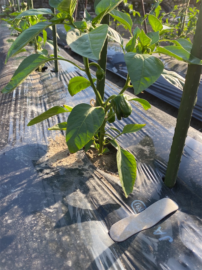 - hii_chansaの日記