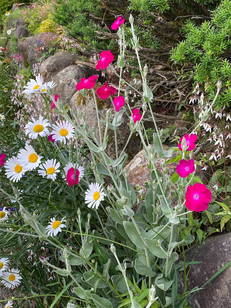 花か？草か？ - hii_chansaの日記