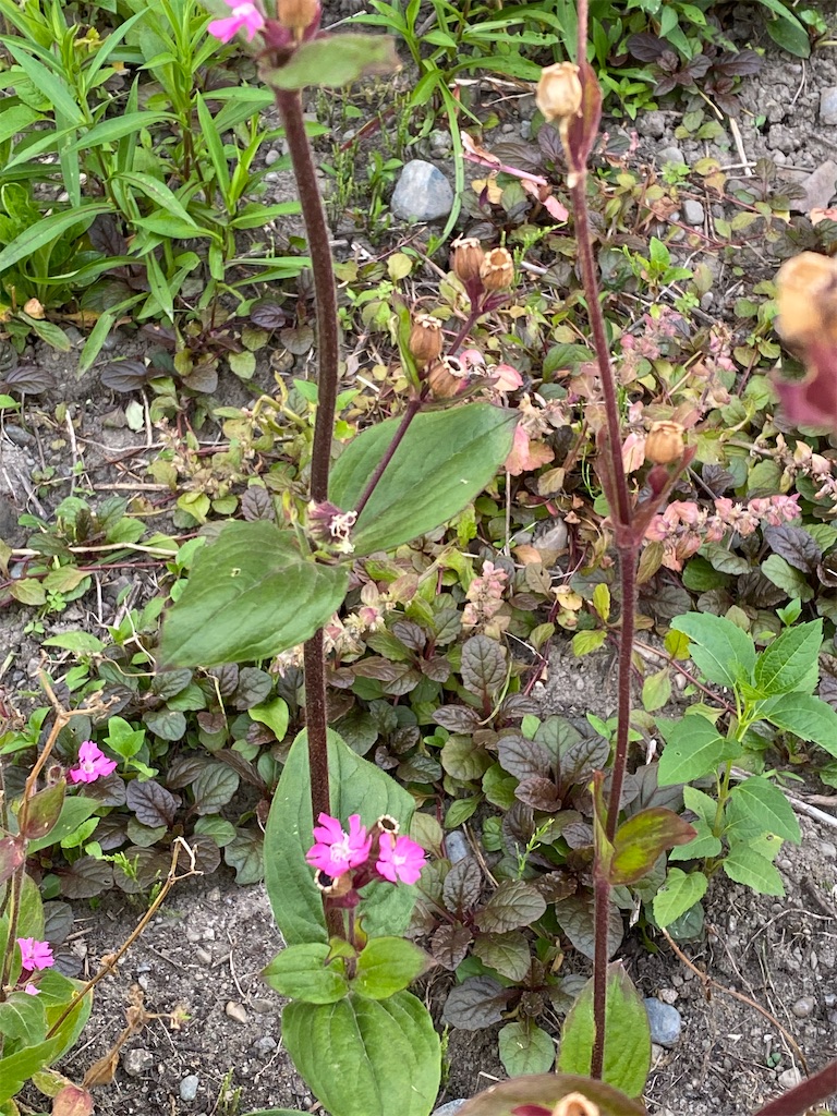 花か？草か？ - hii_chansaの日記