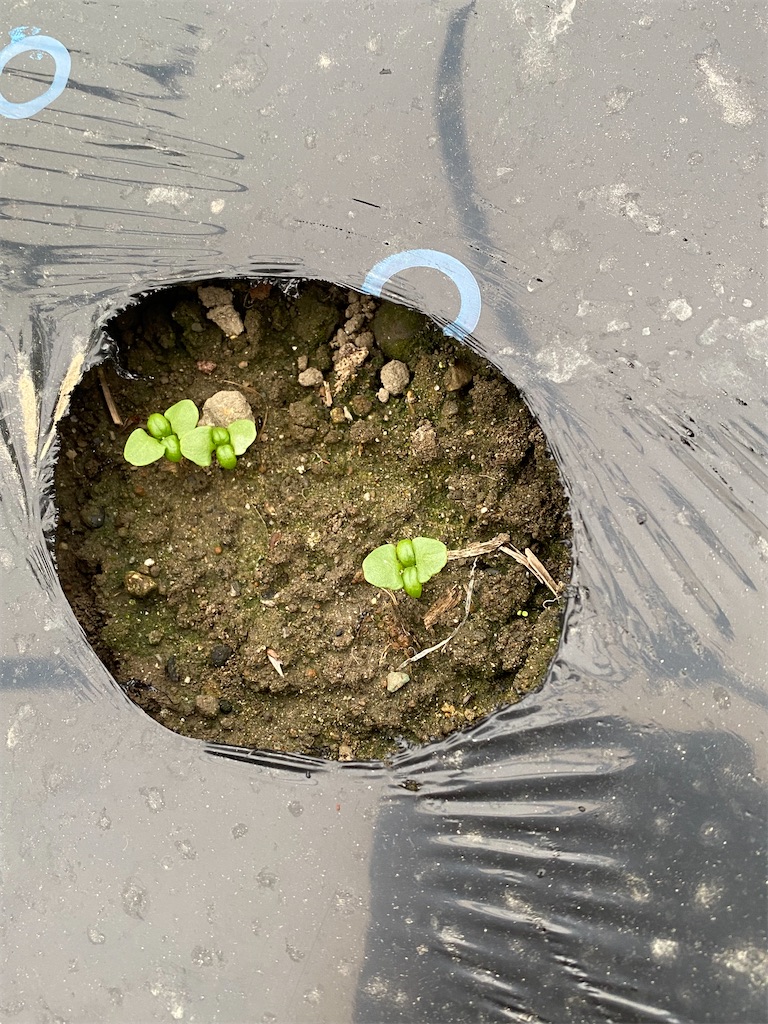 寝不足の毎日 - hii_chansaの日記