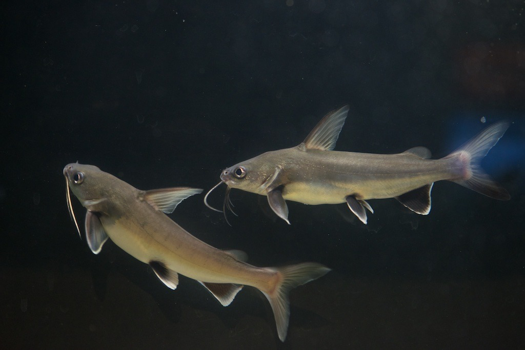 ハマギギ属の一種 Arius sp. - RemoteRegion@AquaTotto