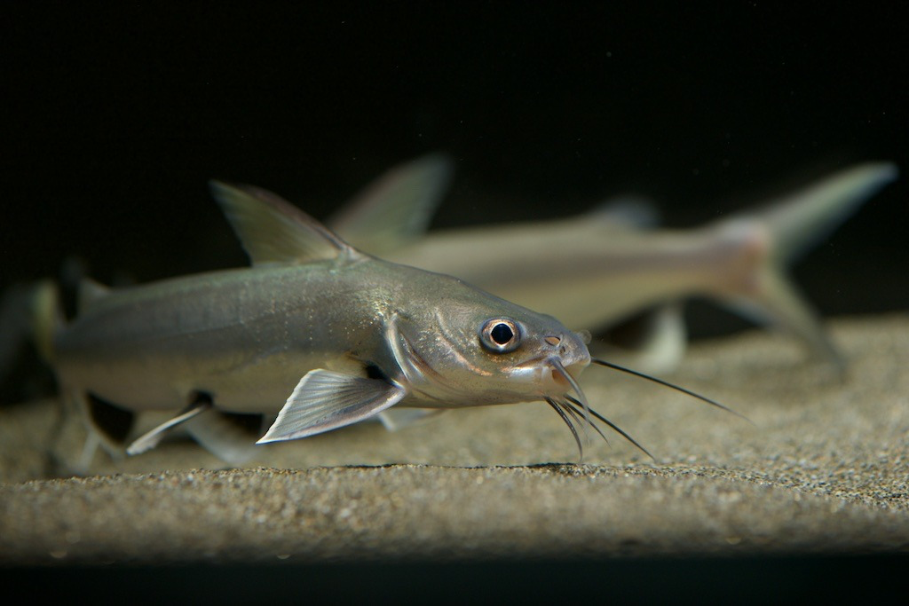 ハマギギ属の一種 Arius sp. - RemoteRegion@AquaTotto