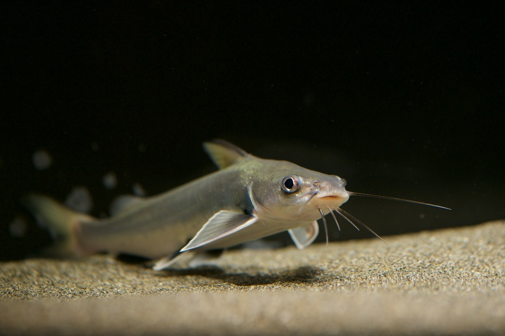 ハマギギ属の一種 Arius sp. - RemoteRegion@AquaTotto