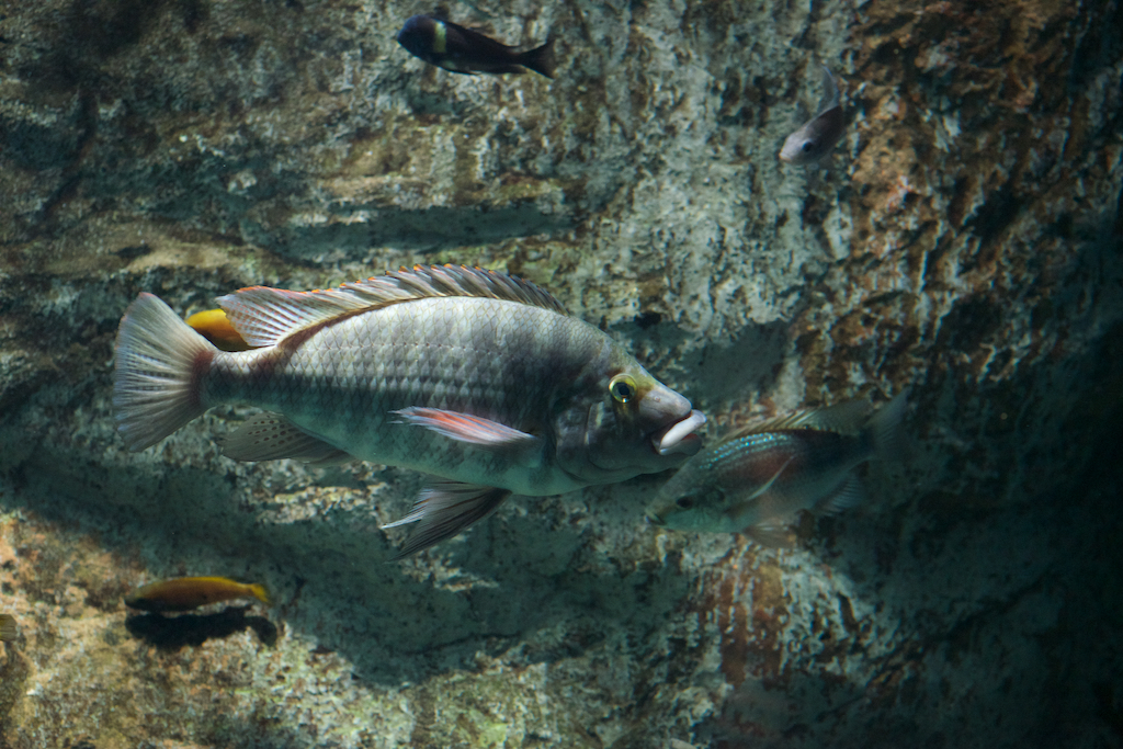 ロボキロテス・ラビアータス Lobochilotes labiatus - RemoteRegion@AquaTotto