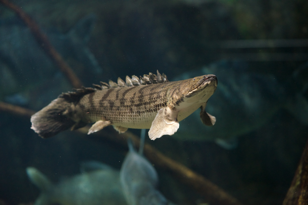 ポリプテルス・コンギクス Polypterus congicus - RemoteRegion@AquaTotto