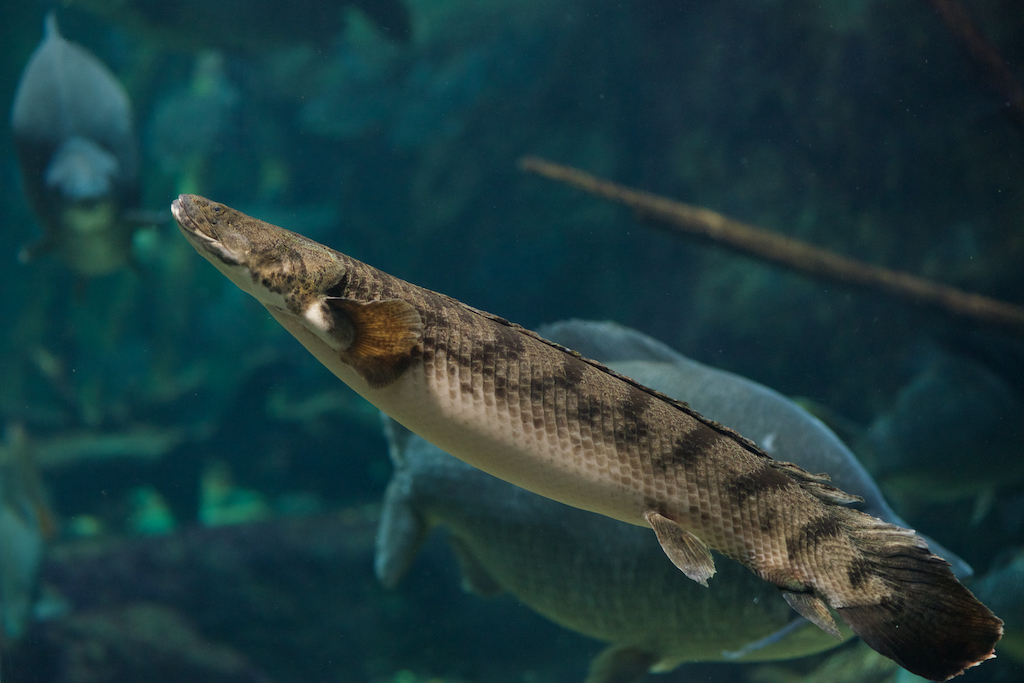 ポリプテルス・コンギクス Polypterus congicus - RemoteRegion@AquaTotto