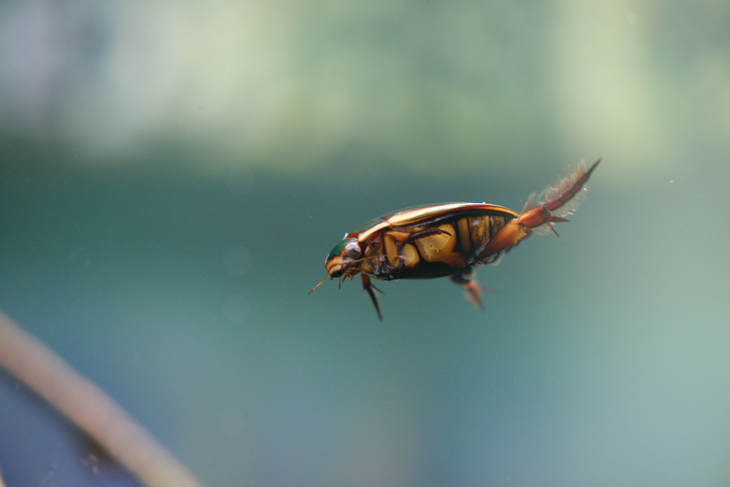ゲンゴロウ Cybister chinensis - RemoteRegion@AquaTotto