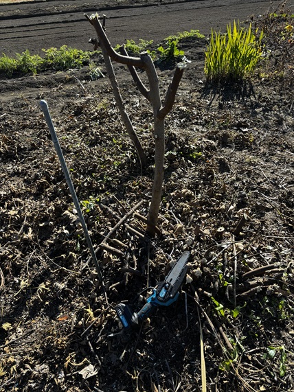 日本から安心配送！マキタ18Vバッテリーチェーンソー体験記 - hinata-panpukinのブログ