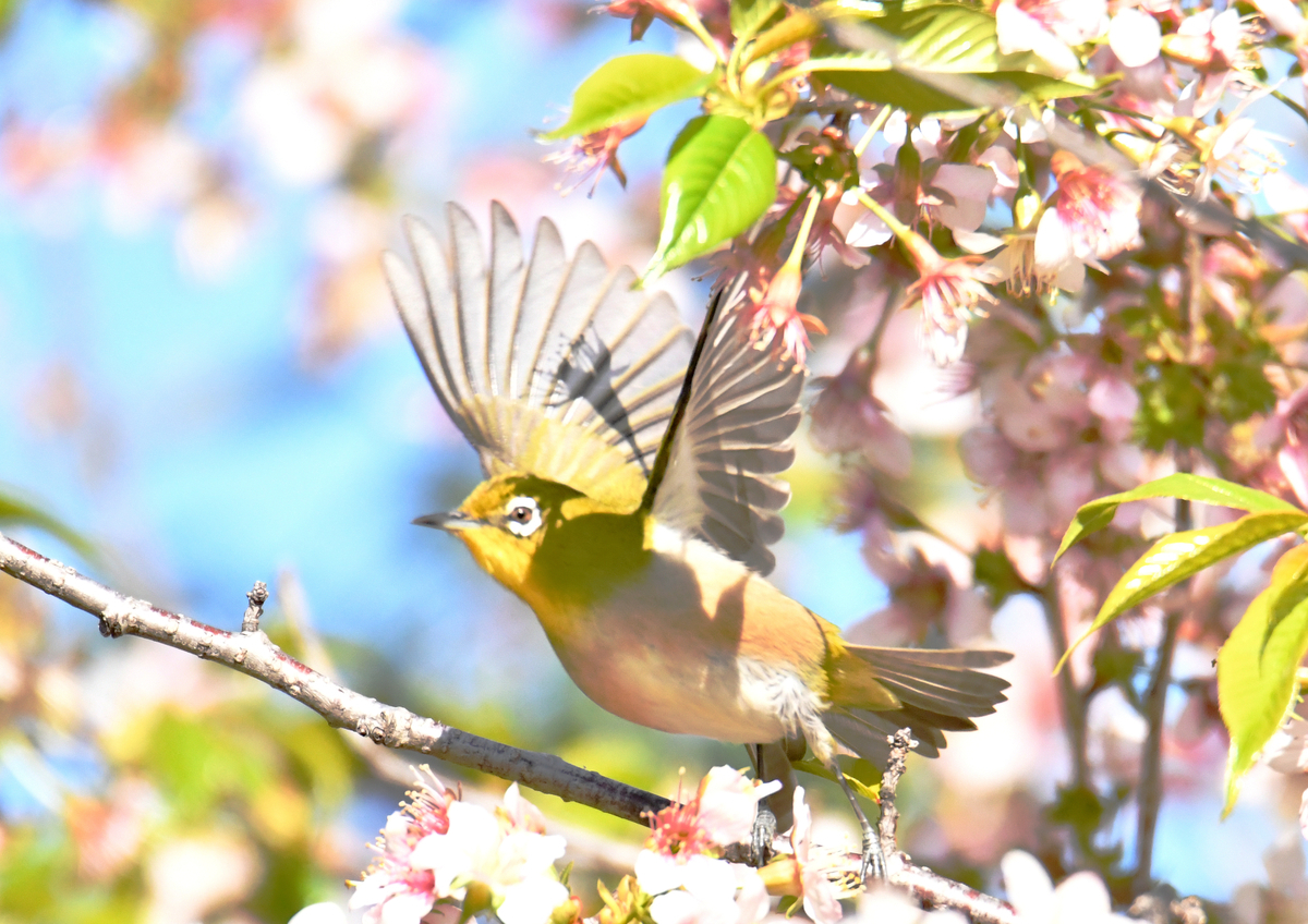 メジロとヒマラヤザクラ - 博やん（ひろやん）撮影紀行