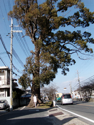 坂の上の楠 - hogeman’s diary