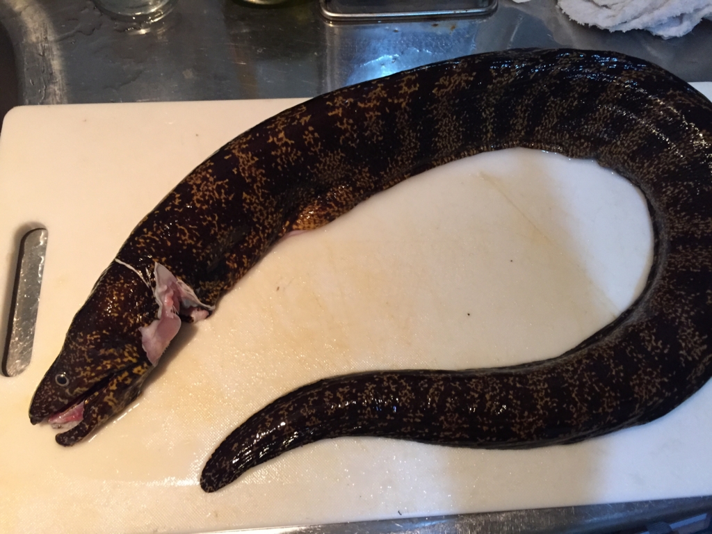 ウツボを食べてみたかった（アナゴもあるよ！）（調理編）【160716】 - まぐろぐ