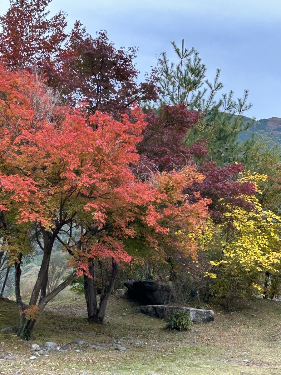 紅葉🍁 - ワンワンサロン ハニー