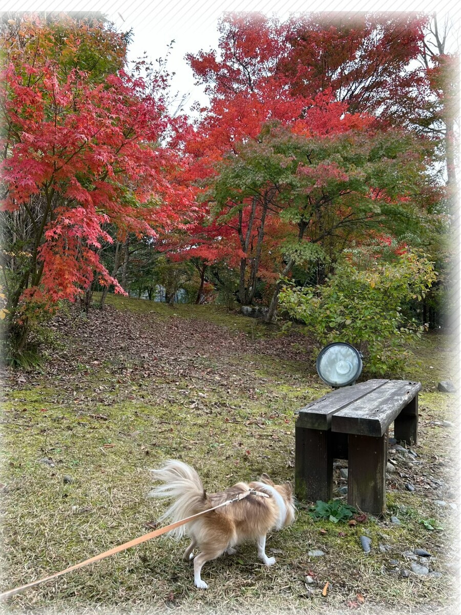 紅葉🍁 - ワンワンサロン ハニー