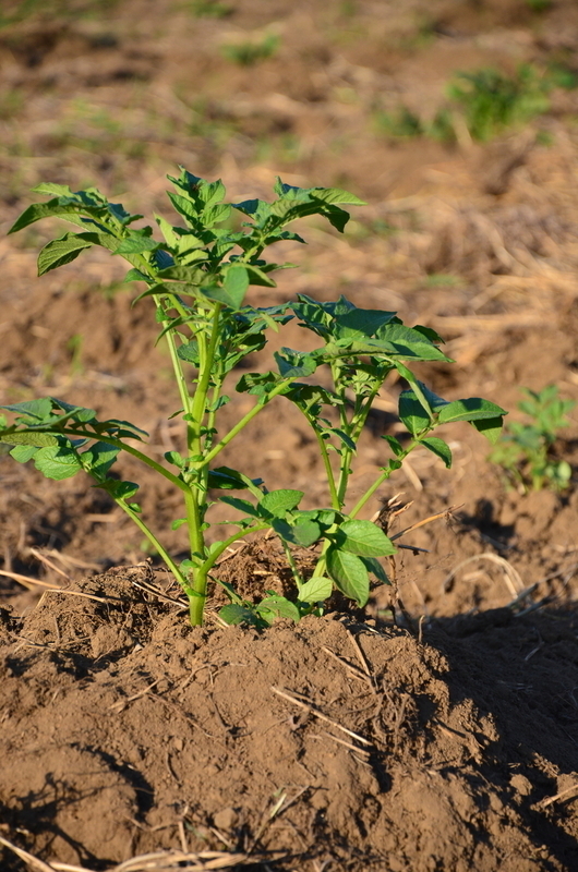 芽が出たジャガイモを植えてみた - SECOND 農 LIFE