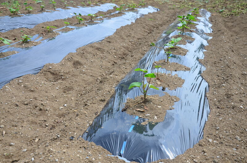 農家さんのお手伝い - SECOND 農 LIFE