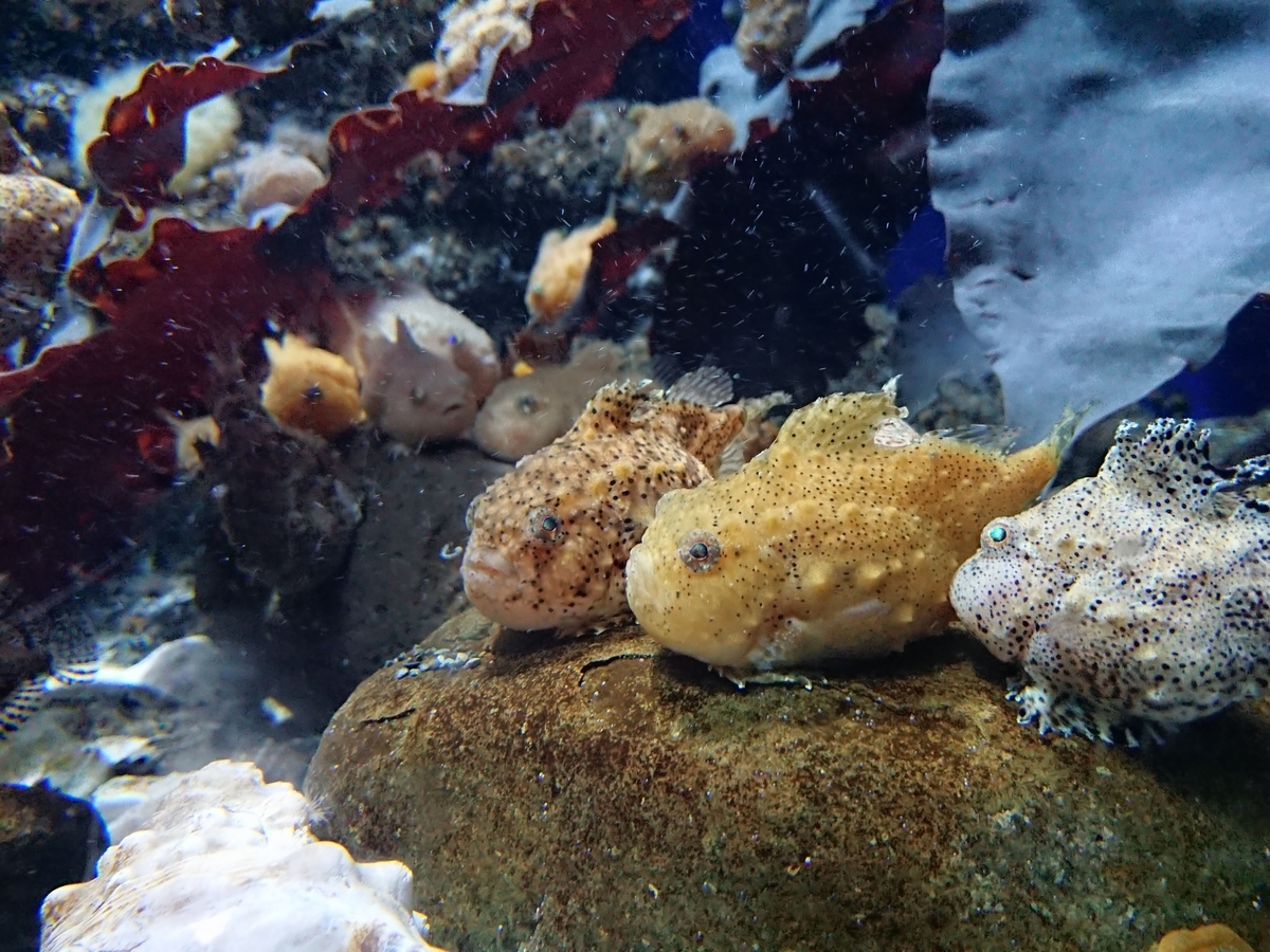 【ゴールデンウィークの旅行】を2泊3日で楽しむ！(写真多め)『江の島編』 - hoshiidake’s diary