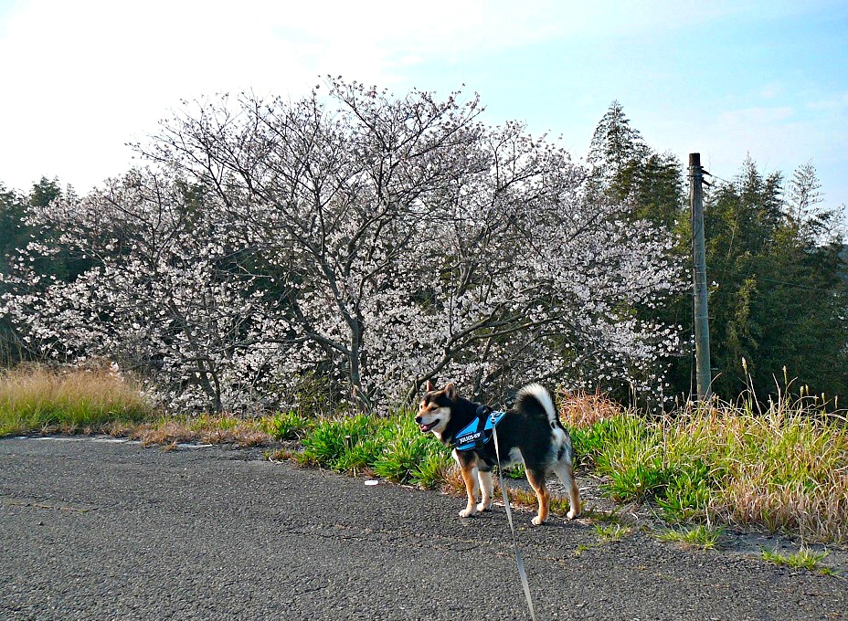 ほぼほぼお花見 - 493SFアラ還ライダー