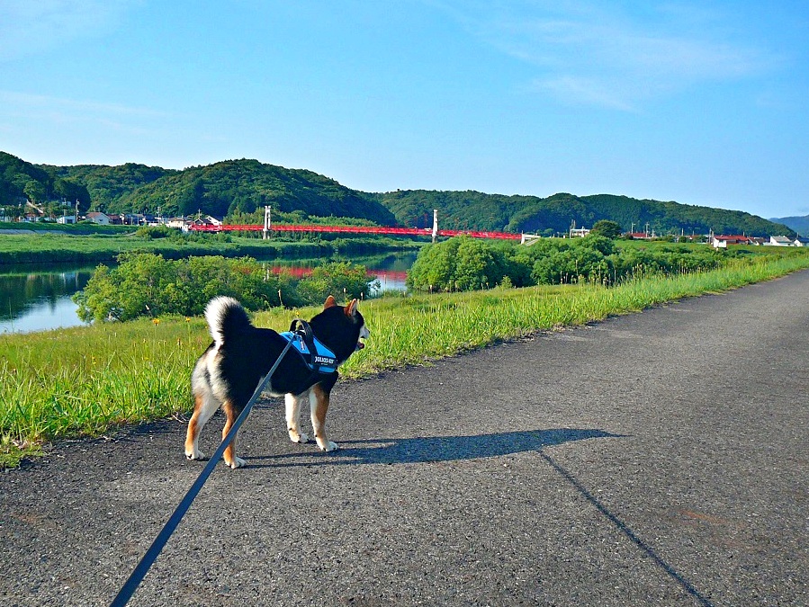 IZA！たぬきの国へ - 493SFアラ還ライダー