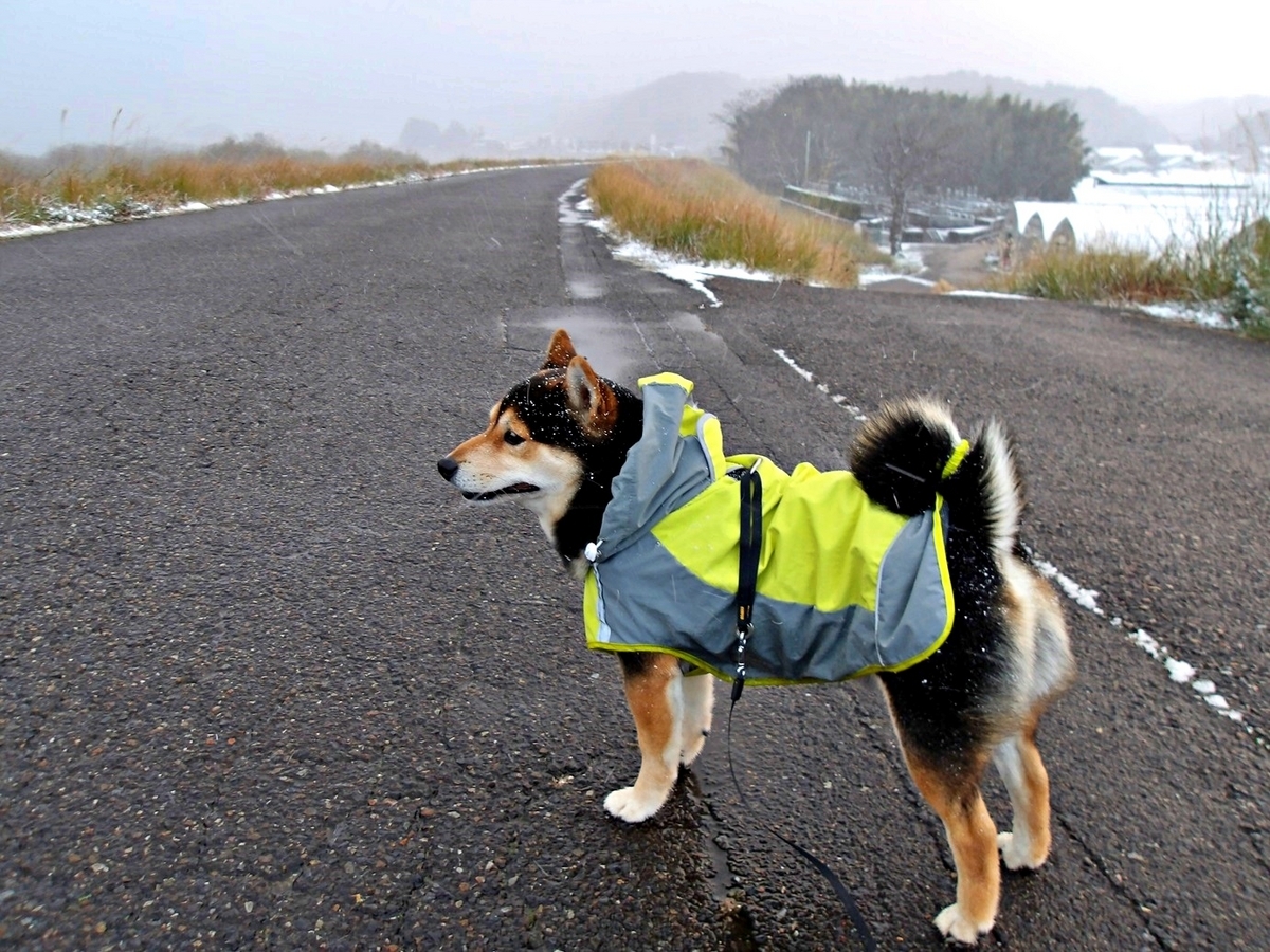うっすら雪景色 - 493SFアラ還ライダー