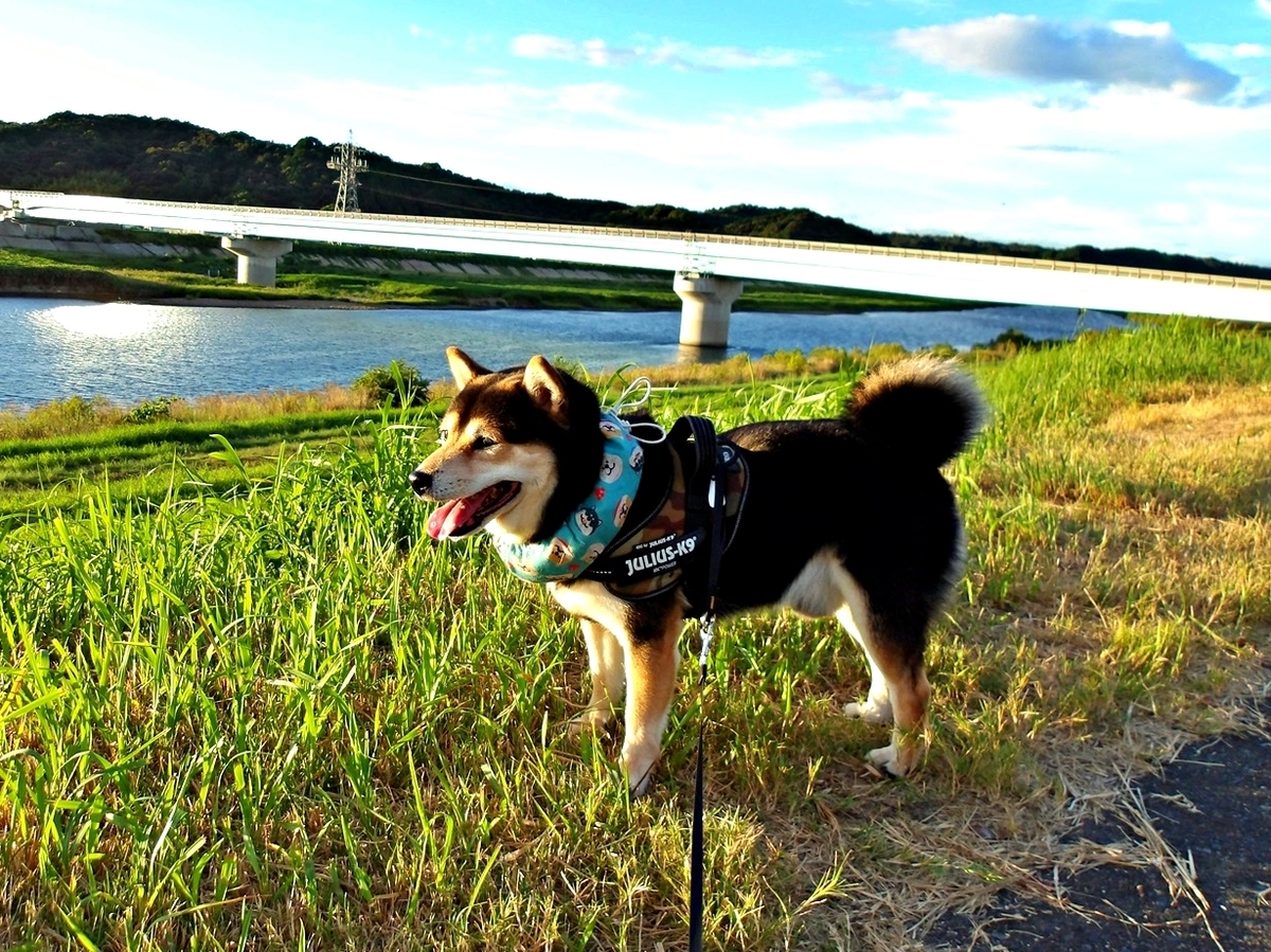 上手くいかない - 493SFアラ還ライダー