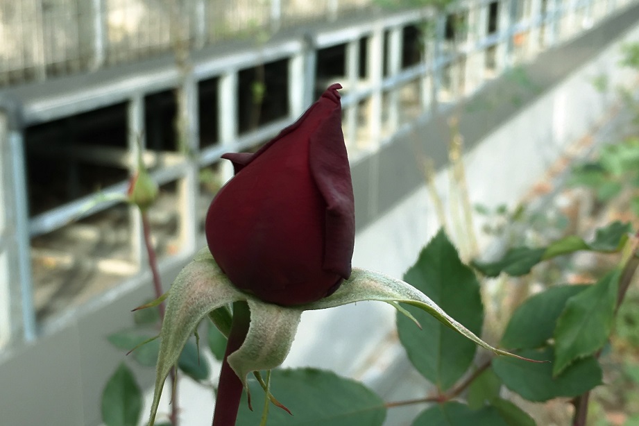 契機としてのRosebud（バラのつぼみ） - Humanoid K’s diary