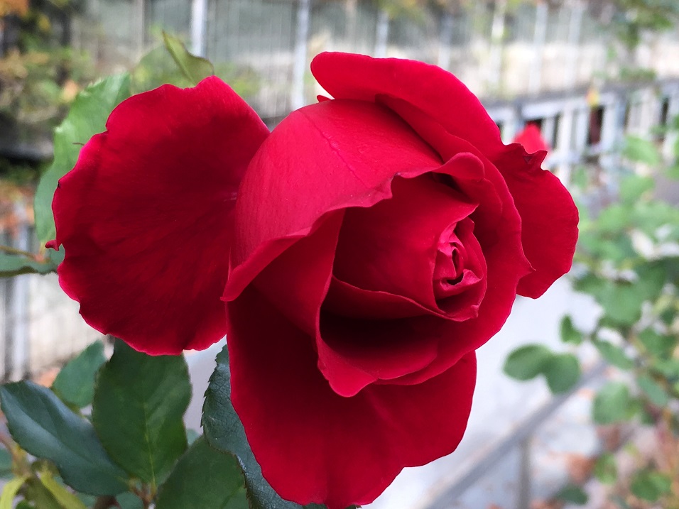 契機としてのRosebud（バラのつぼみ） - Humanoid K’s diary