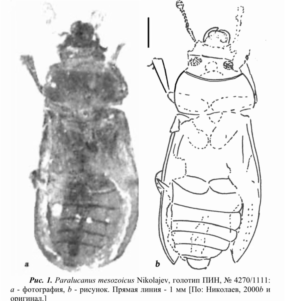 †Paralucanus mesozoicus Nikolajev, 2000についての検証 - クワガタムシ科（Lucanidae）について ...