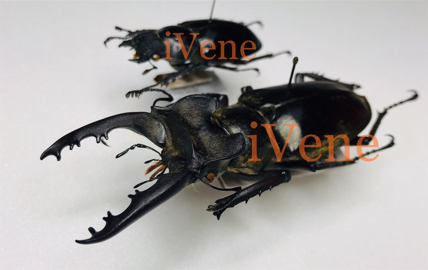 【論考】ロマンとの葛藤「ギアナ高地のクワガタムシ」 - クワガタムシ科（Lucanidae）についての調査記録など