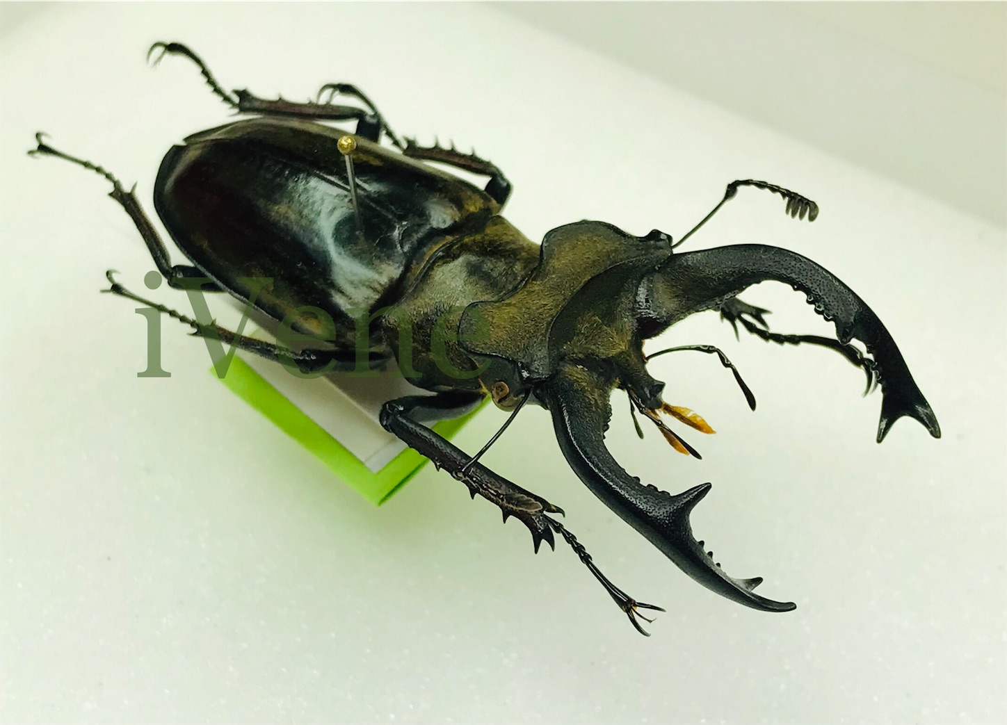 New world of Lucanidae. - クワガタムシ科（Lucanidae）についての調査記録など