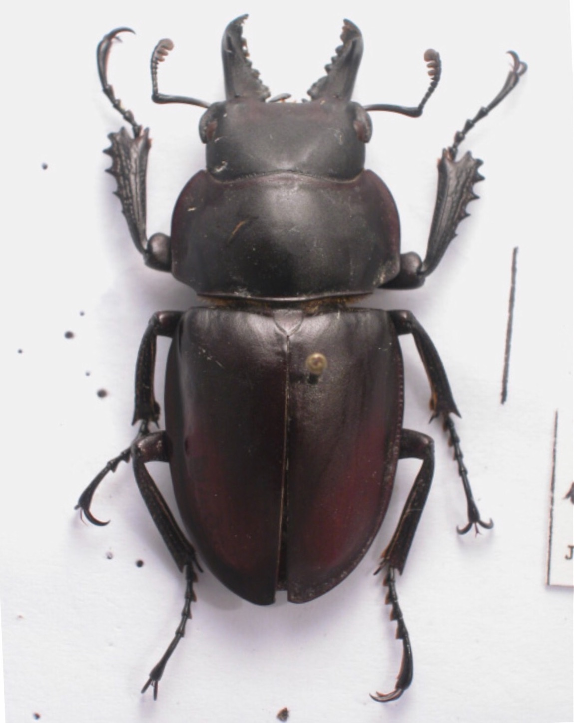 【Memorandum】 "Neolucanus curvidens"の学名有効性と、近似個体発見について - Memorandum of ...