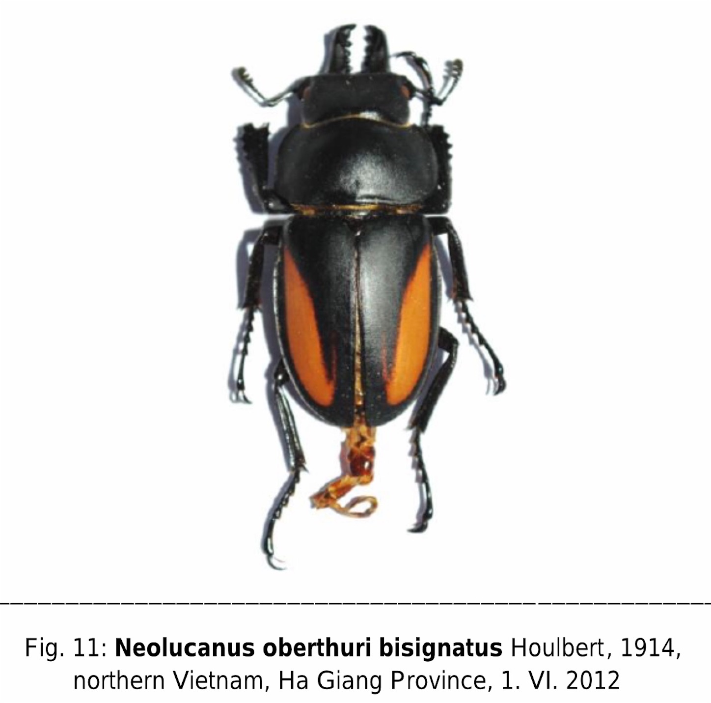 【Memorandum】 "Neolucanus curvidens"の学名有効性と、近似個体発見について - Memorandum of ...