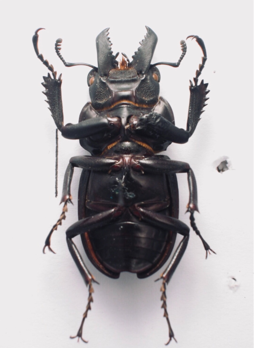 【Memorandum】 シニクスマルバネクワガタ原亜種の基産地問題 - Memorandum of Lucanidae and ...