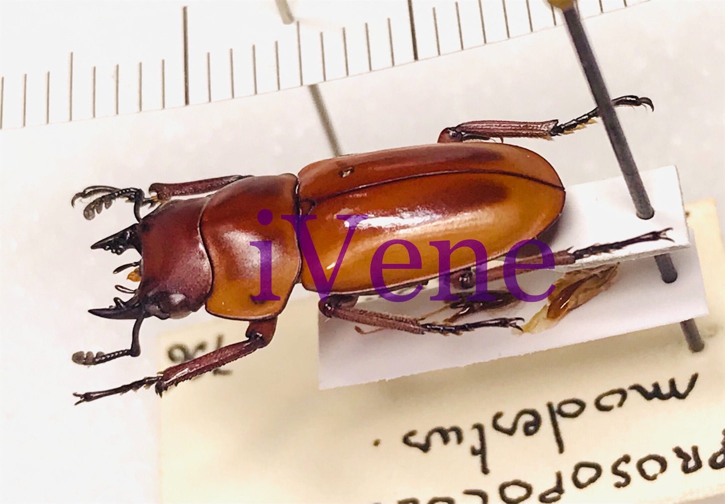 【Memorandum】未記録（？）データの個体について - Memorandum of Lucanidae and Dynastinae etc.