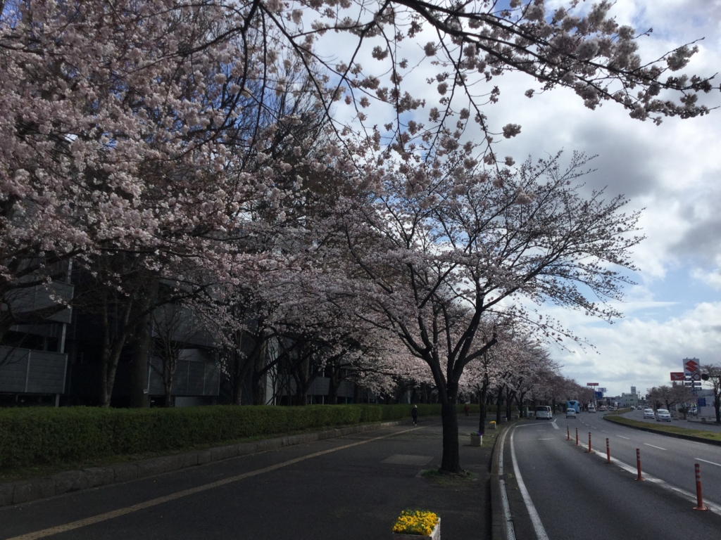水戸千波店 🌸🌸🌸春の大試乗会🌸🌸🌸 - 茨城トヨタ自動車株式会社