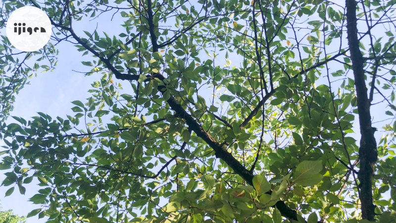 【悲】Meta Quest2を買ったんだが…【値上げ後のMetaQuest 2開梱&レビュー,Anker Oculus Link ケーブル ...